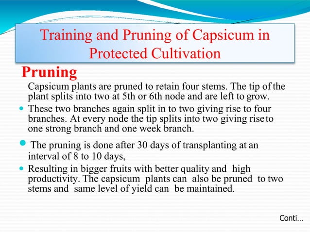 Training, Pruning, Staking.pptx