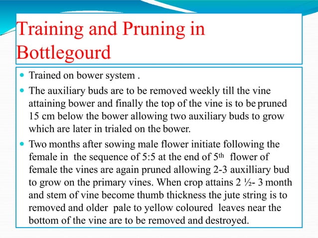 Training, Pruning, Staking.pptx