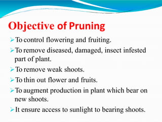 Training, Pruning, Staking.pptx