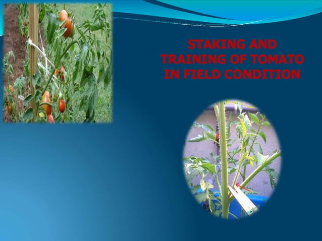 Training, Pruning, Staking.pptx