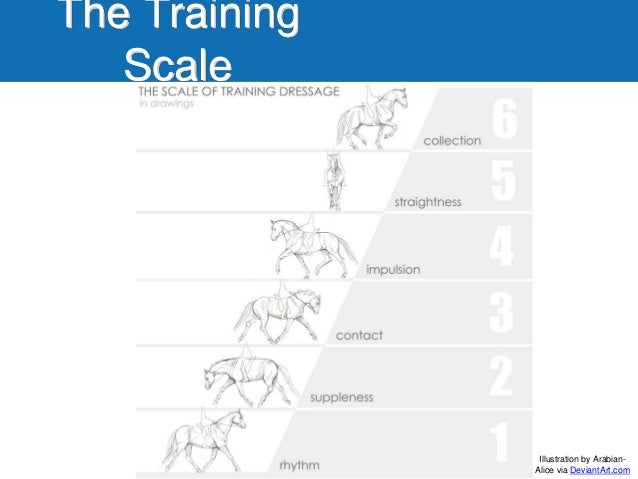 The Dynamic Training Scale