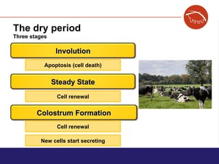 Training the dry period final MSD Salud Animal Salud Lechera | PPT