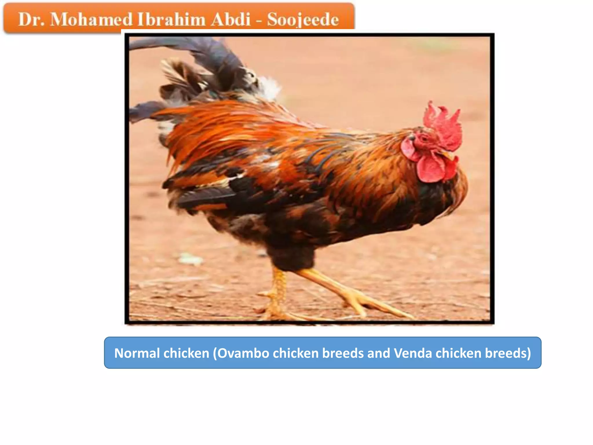 Somali indigenous chicken production | PPTX