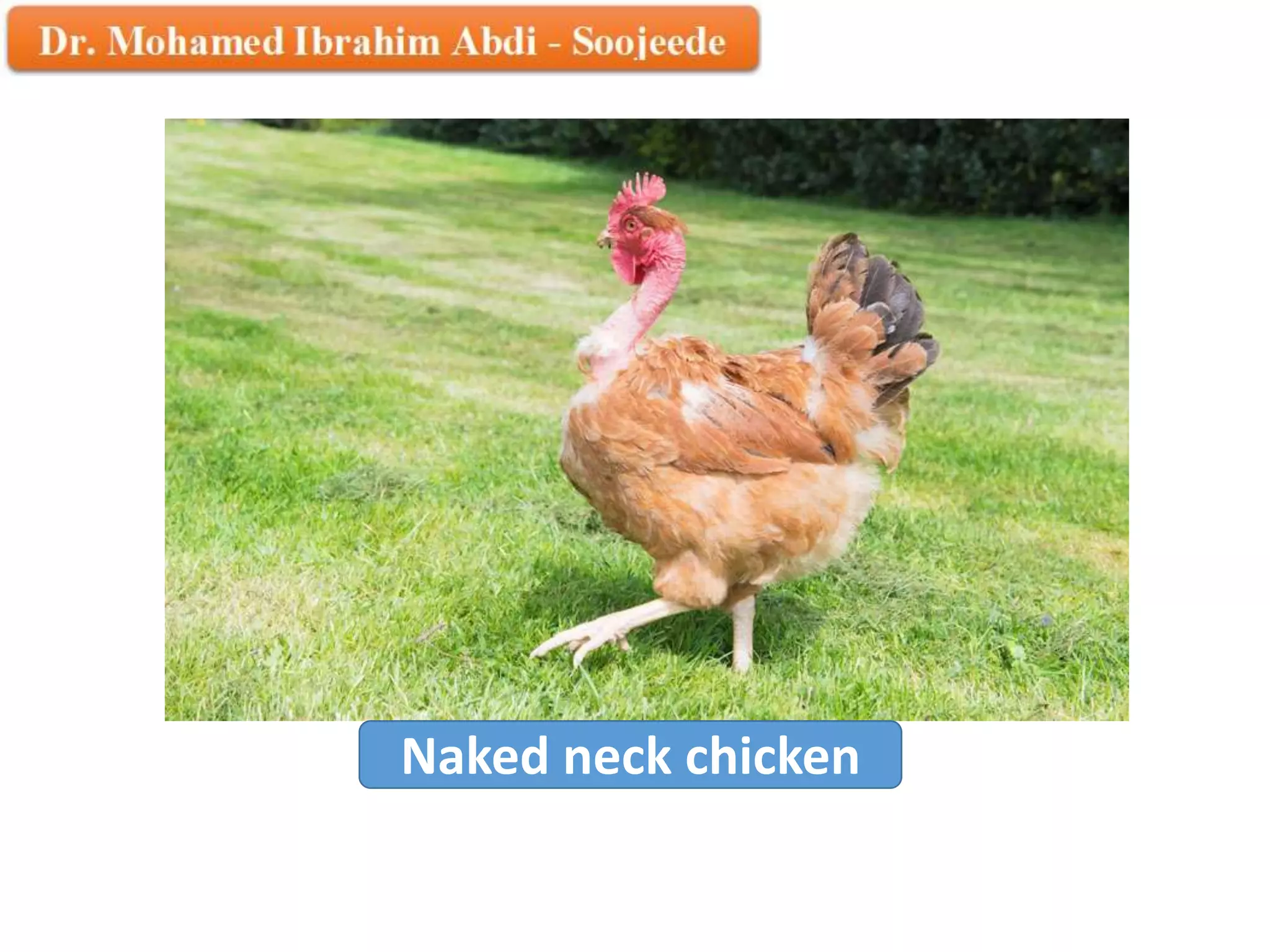 Somali indigenous chicken production | PPTX