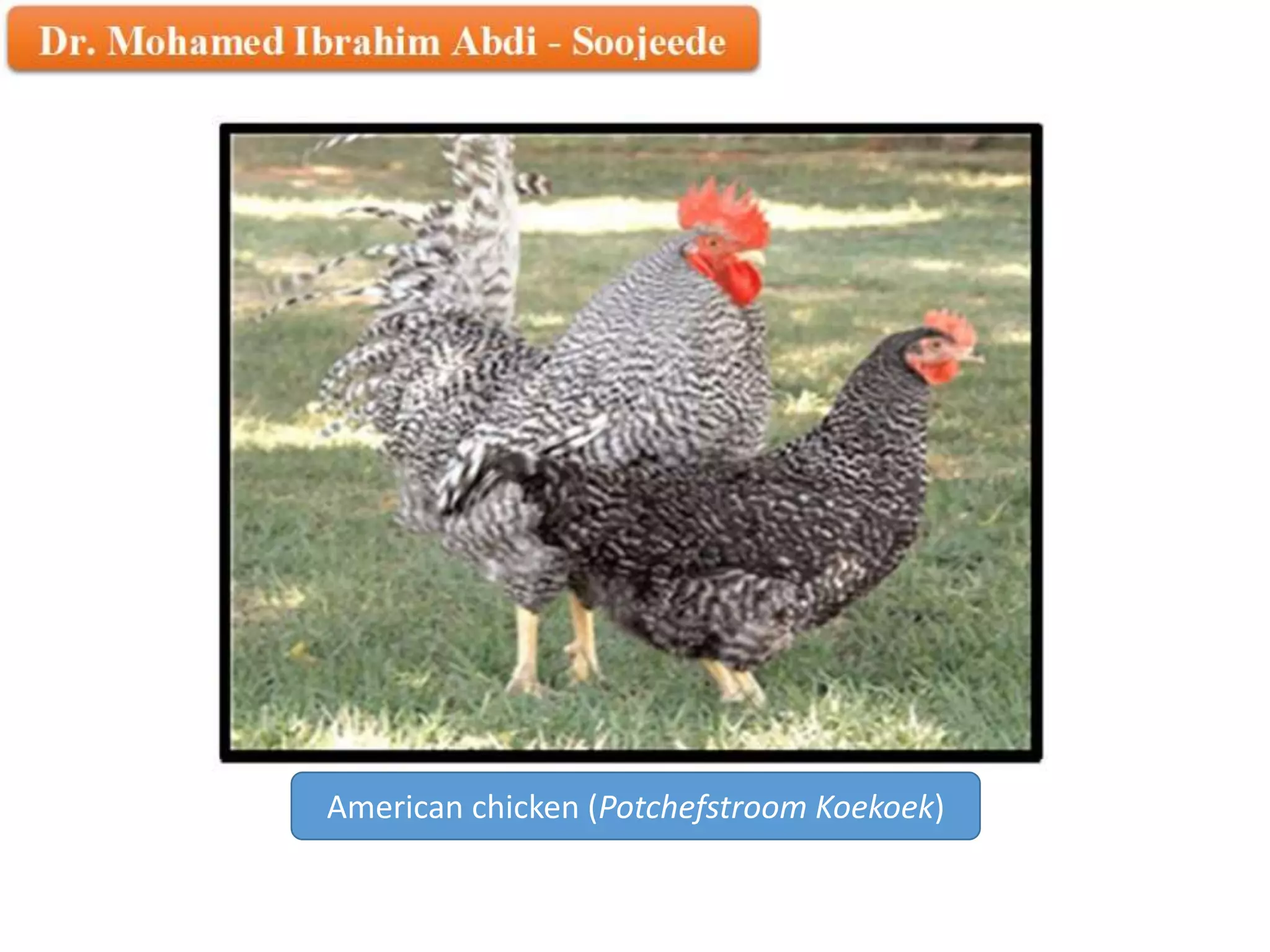 Somali indigenous chicken production | PPTX