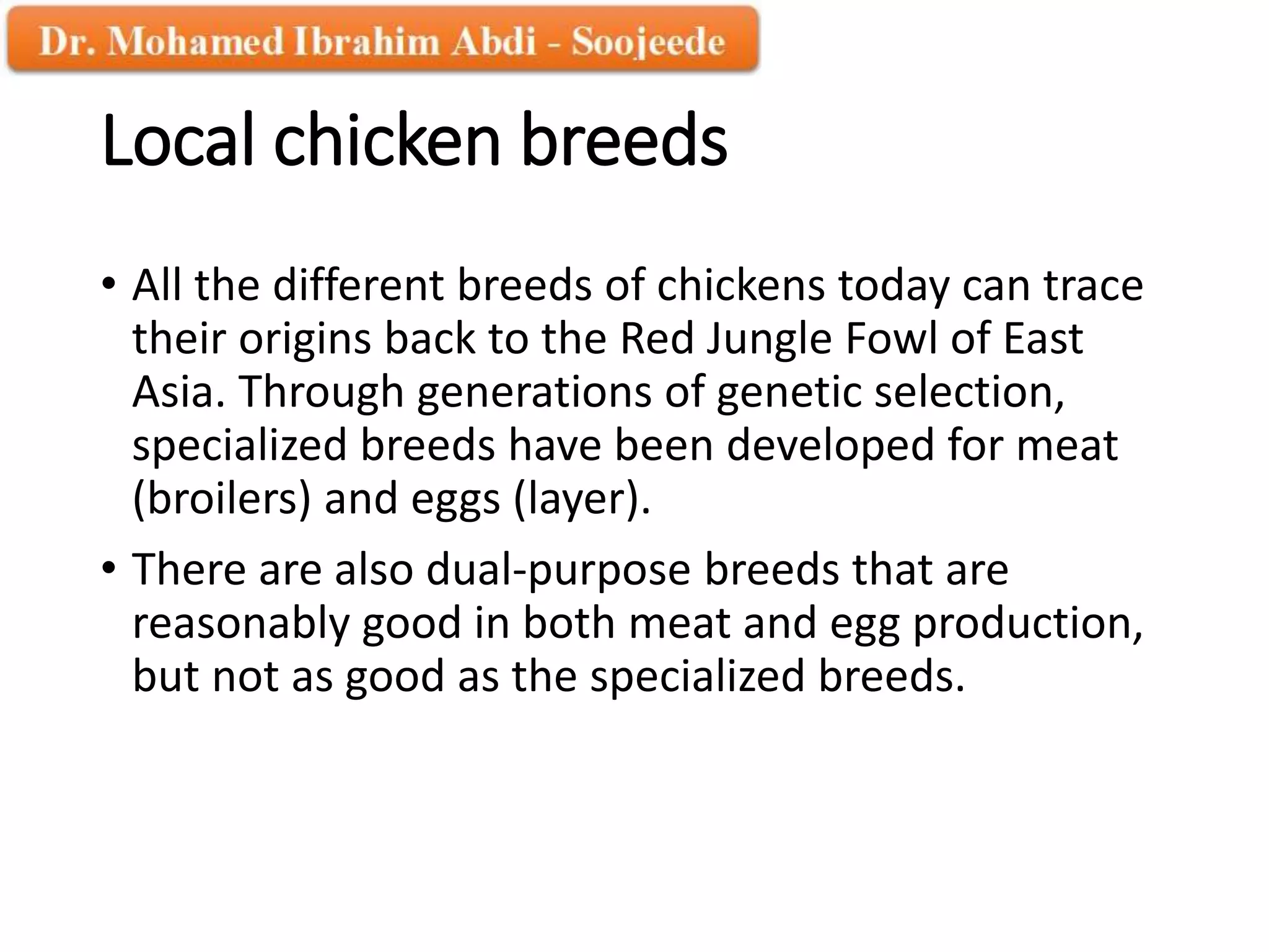 Somali indigenous chicken production | PPTX