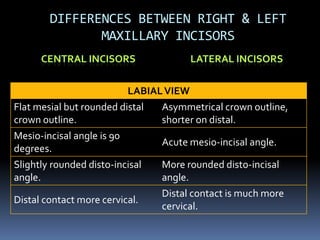 Trait categories helpful in describing tooth differences | PPTX