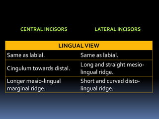 Trait categories helpful in describing tooth differences | PPTX