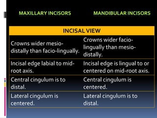 Trait categories helpful in describing tooth differences | PPTX