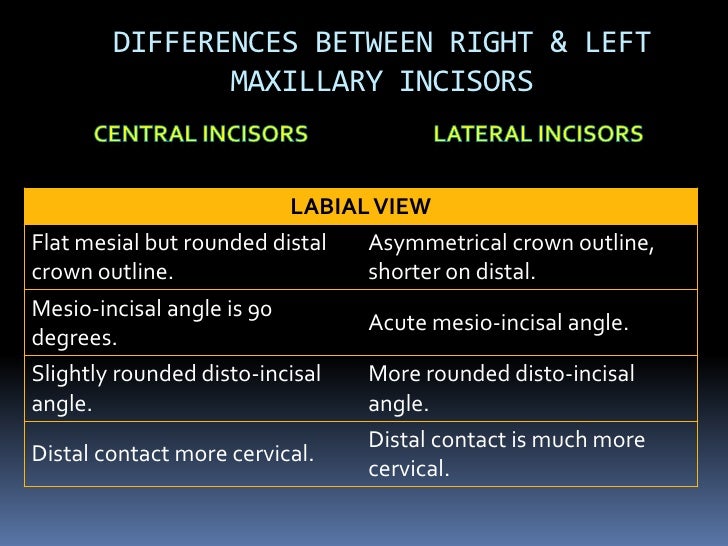 Triangular Fossa Teeth