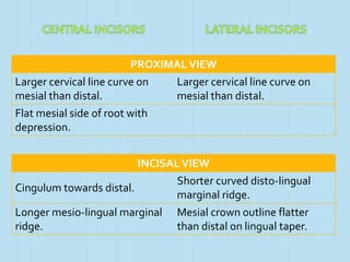 traits describing tooth preferances .pdf
