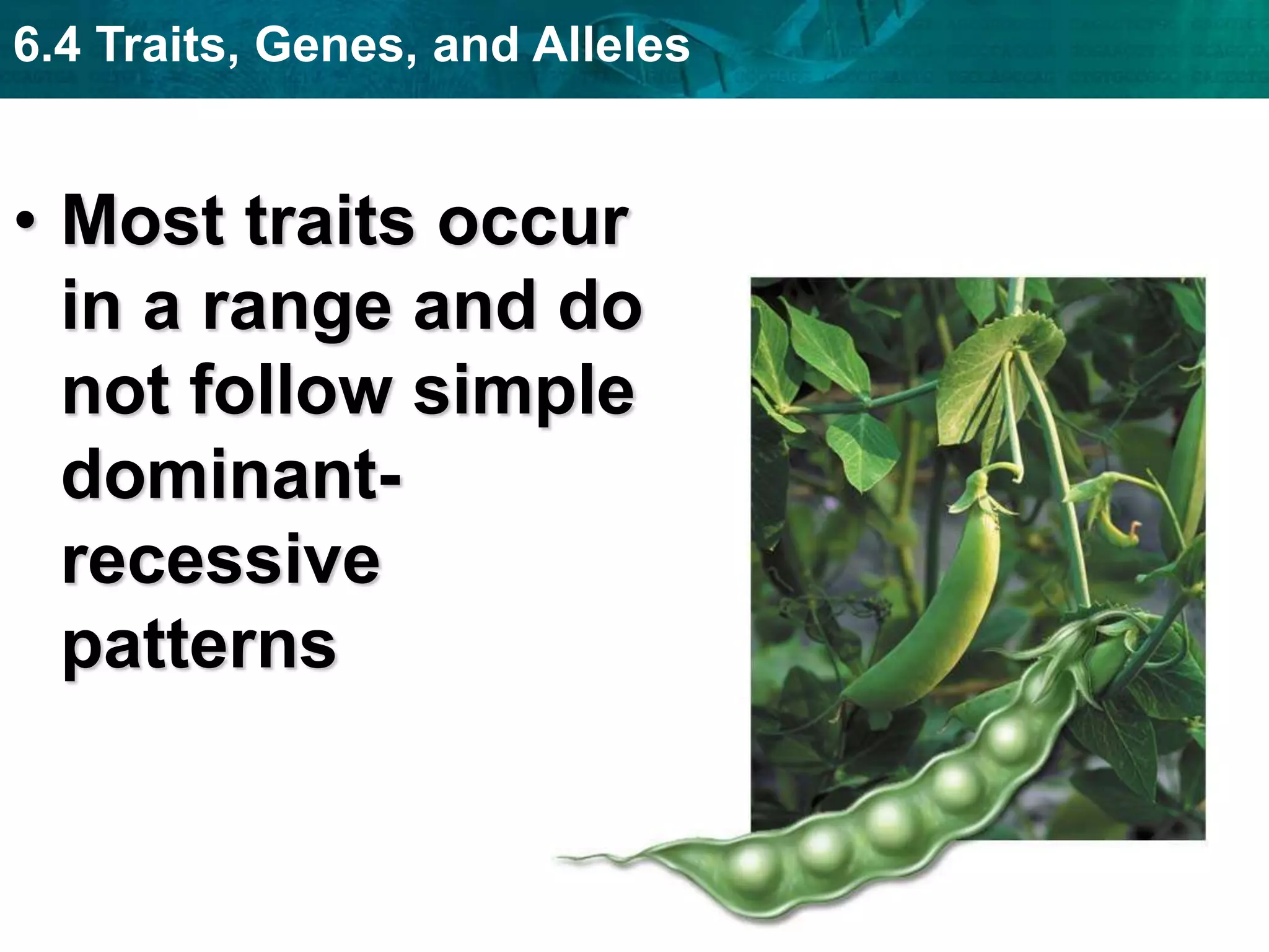 traits_genes_and_alleles.ppt