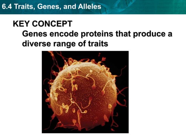 traits_genes_and_alleles.ppt | Genetics | Science