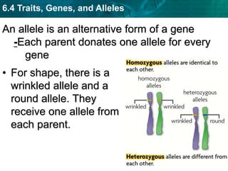 traits_genes_and_alleles.ppt
