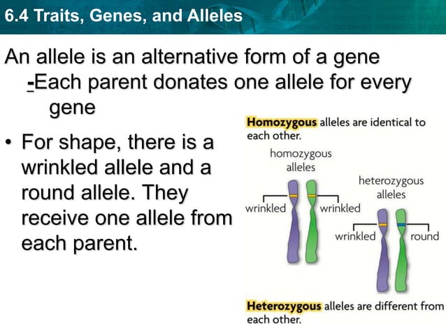 traits_genes_and_alleles.ppt | Genetics | Science