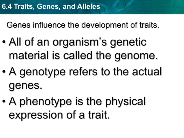 traits_genes_and_alleles.ppt | Genetics | Science