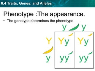 traits_genes_and_alleles.ppt