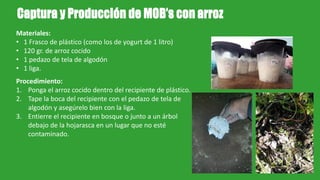Trampas de arroz - Captura de microorganismos | PDF