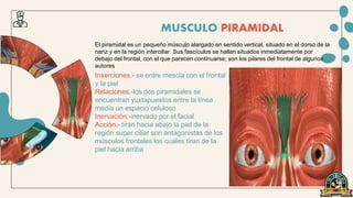 Musculos sales.pptx