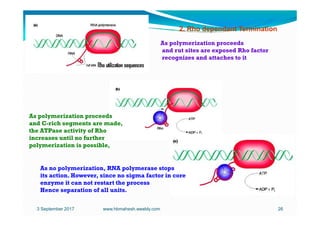 trancription of prokaryotes and eukaryotes pdf upload | PPT