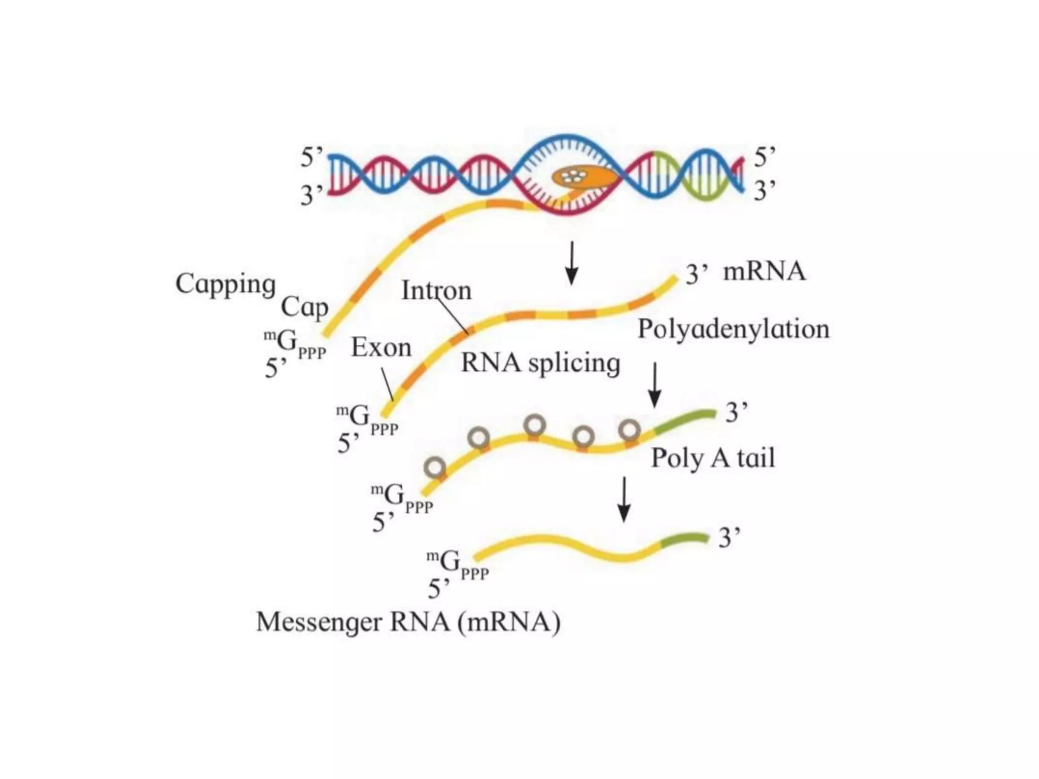 TRANSCRIPTION MECHANISM. | PPT