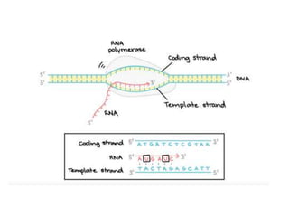 TRANSCRIPTION MECHANISM. | PPT