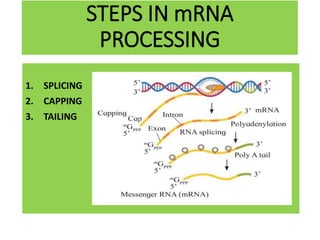 TRANSCRIPTION MECHANISM. | PPT