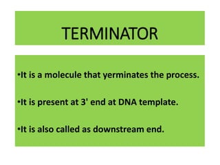 TRANSCRIPTION MECHANISM. | PPT
