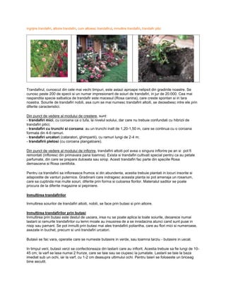 Trandafiri ingrijire inmultire | DOCX