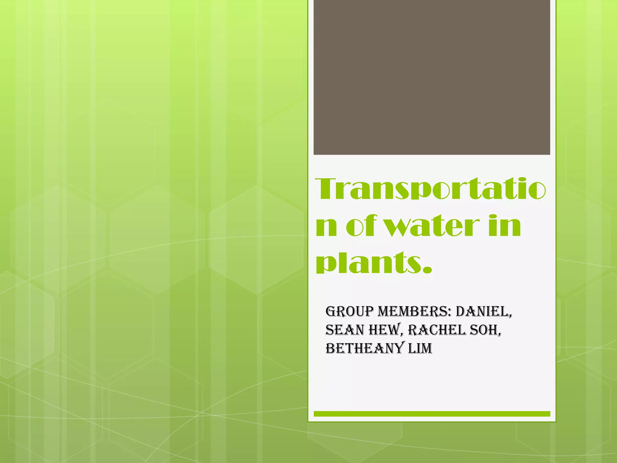 Transportation of Water in Plants | PPTX