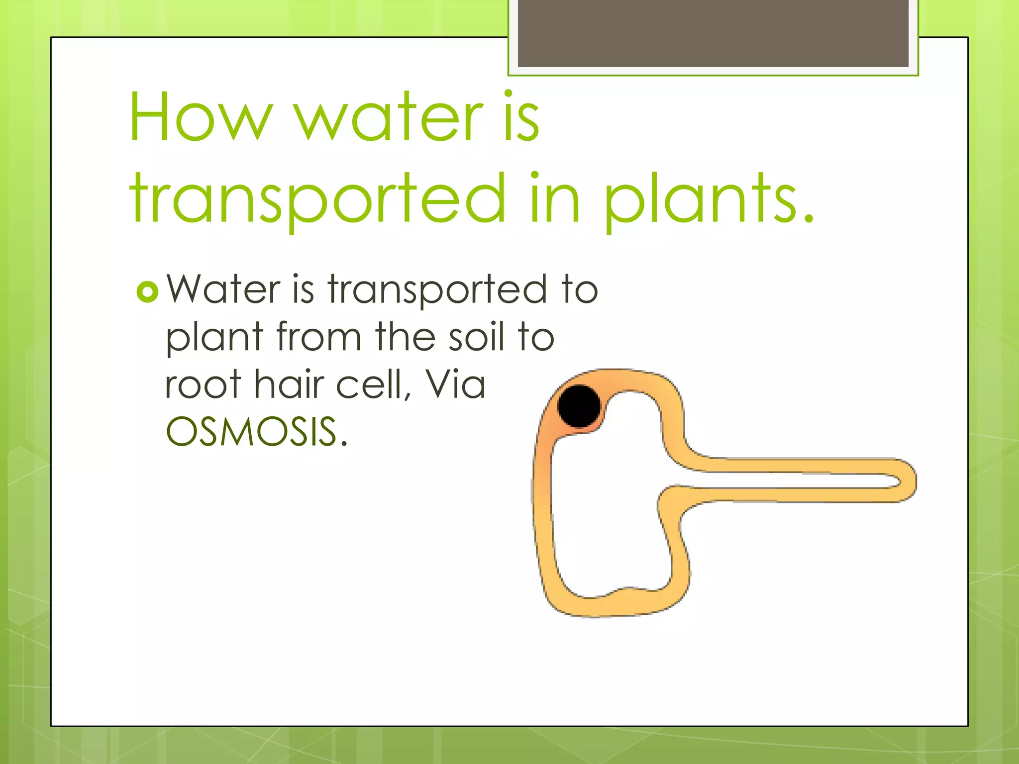 Transportation of Water in Plants | PPTX