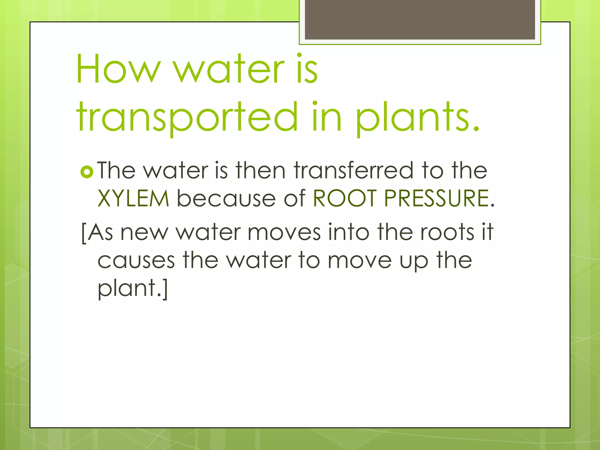 Transportation of Water in Plants | PPTX