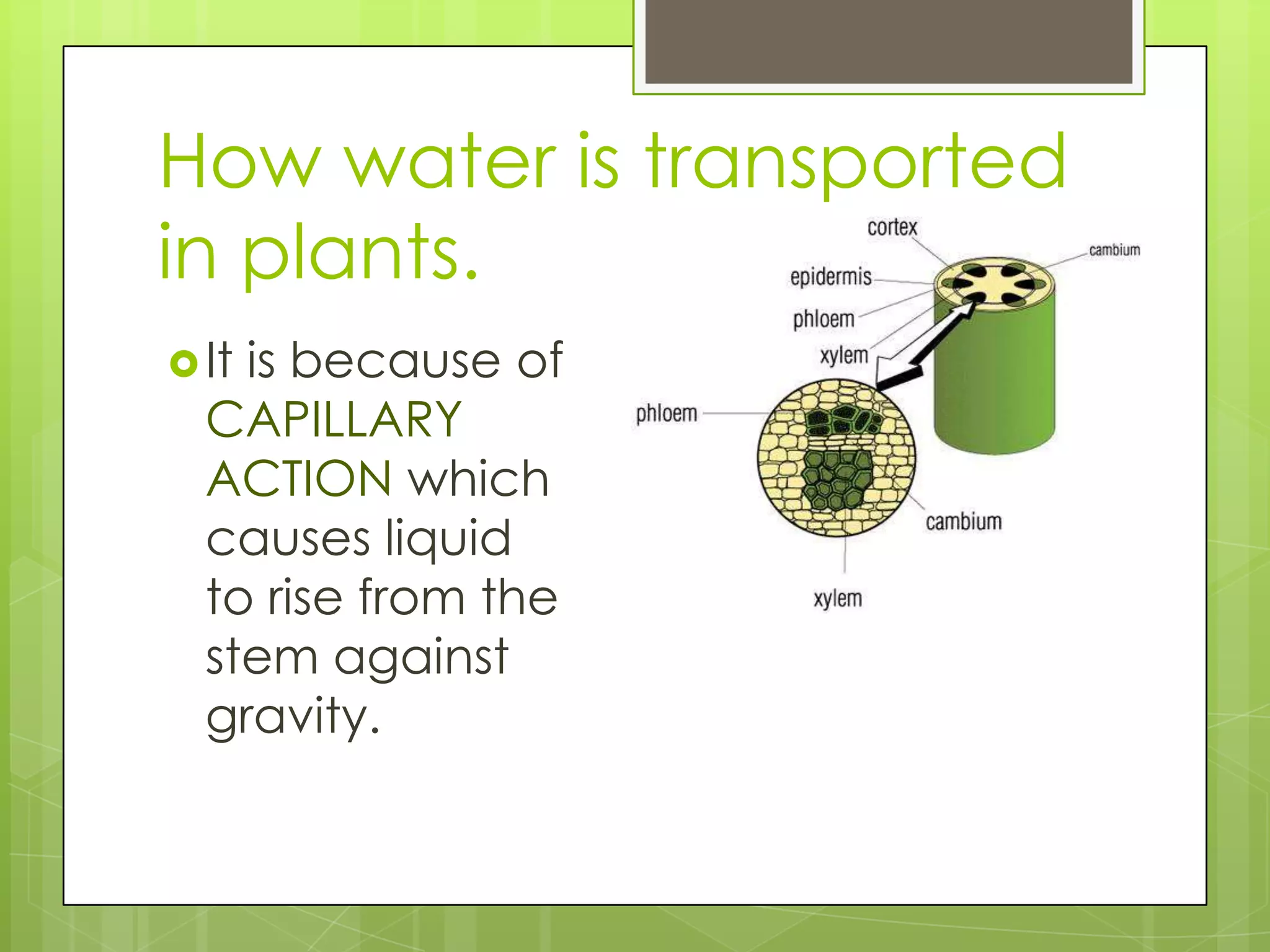 Transportation of Water in Plants | PPTX