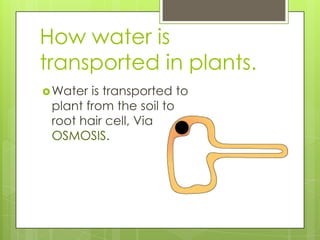 Transportation of Water in Plants | PPTX