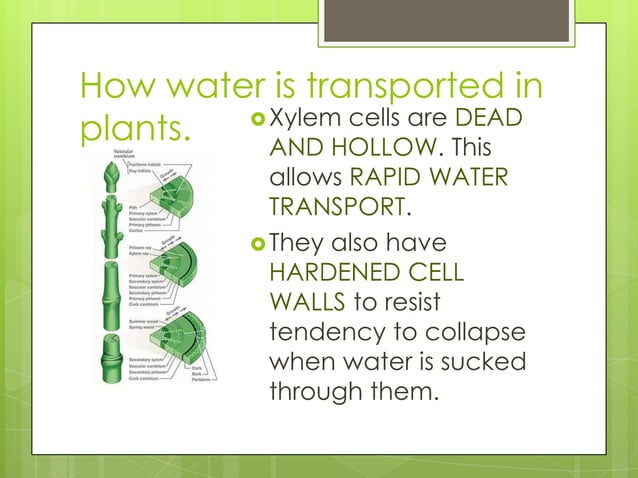 Transportation of Water in Plants | PPTX