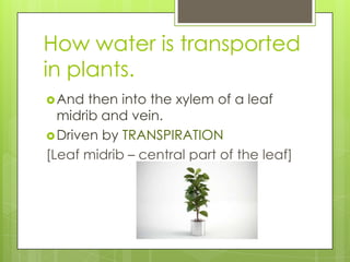 Transportation of Water in Plants | PPTX