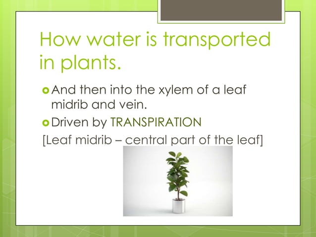Transportation of Water in Plants | PPTX