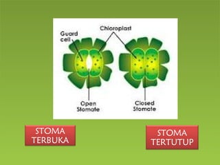 Tranport system in plant | PPT