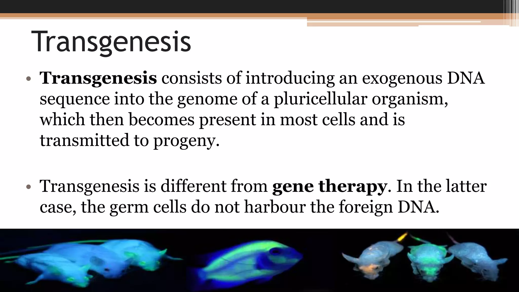 Transgenic technology | PPTX