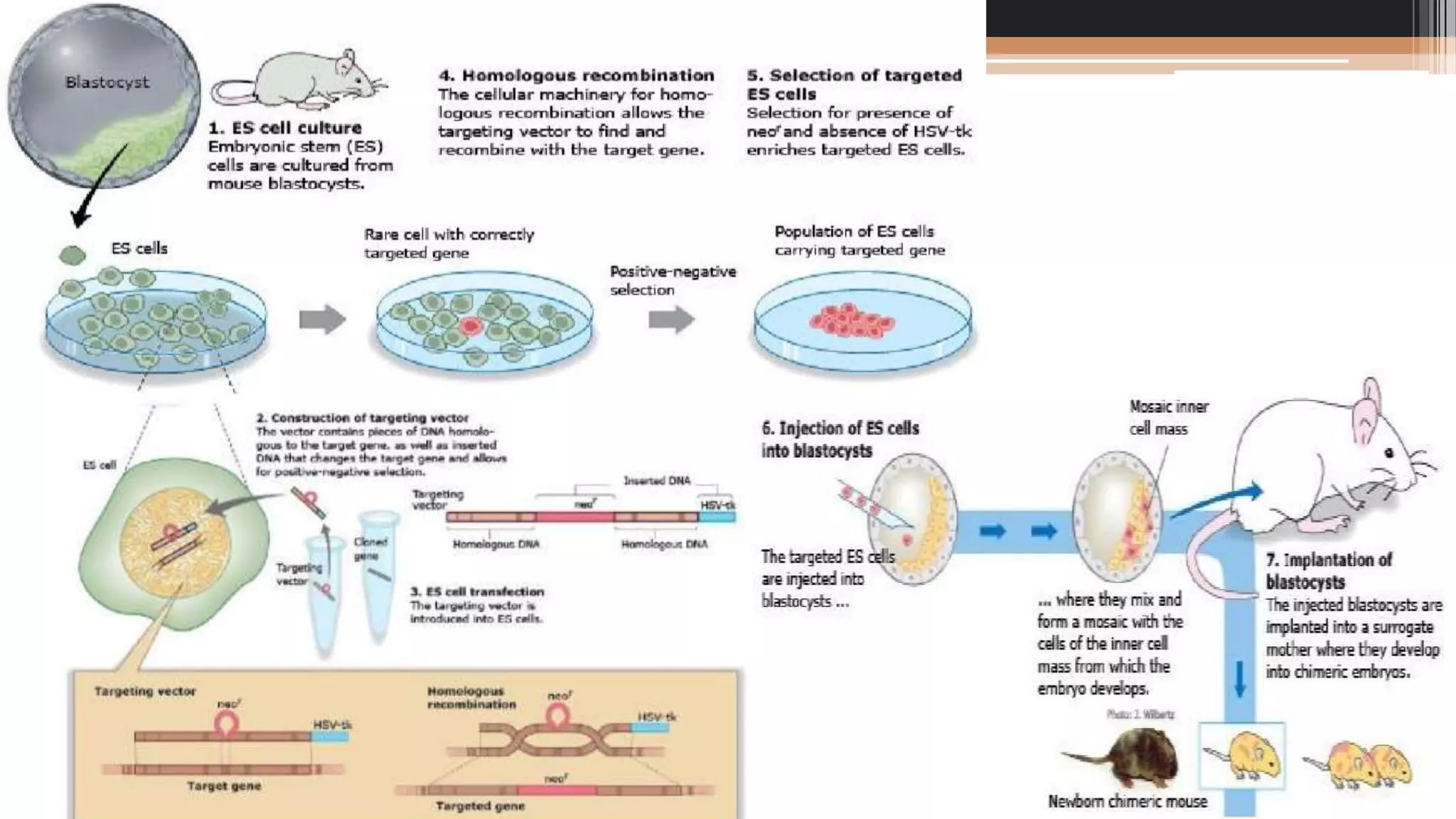 Transgenic technology | PPTX
