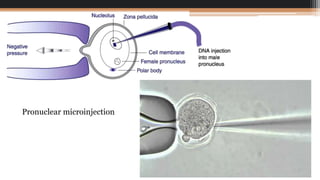 Transgenic technology | PPTX | Reproductive Health | Diseases and ...