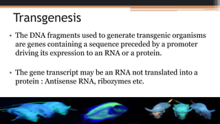 Transgenic technology | PPTX | Reproductive Health | Diseases and ...