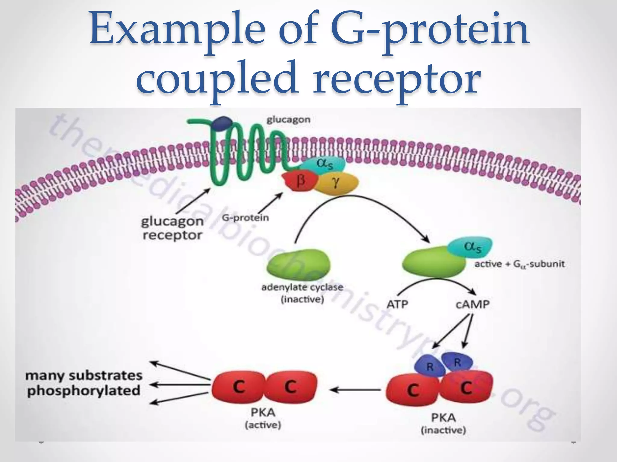 Trans membrane signaling | PPTX