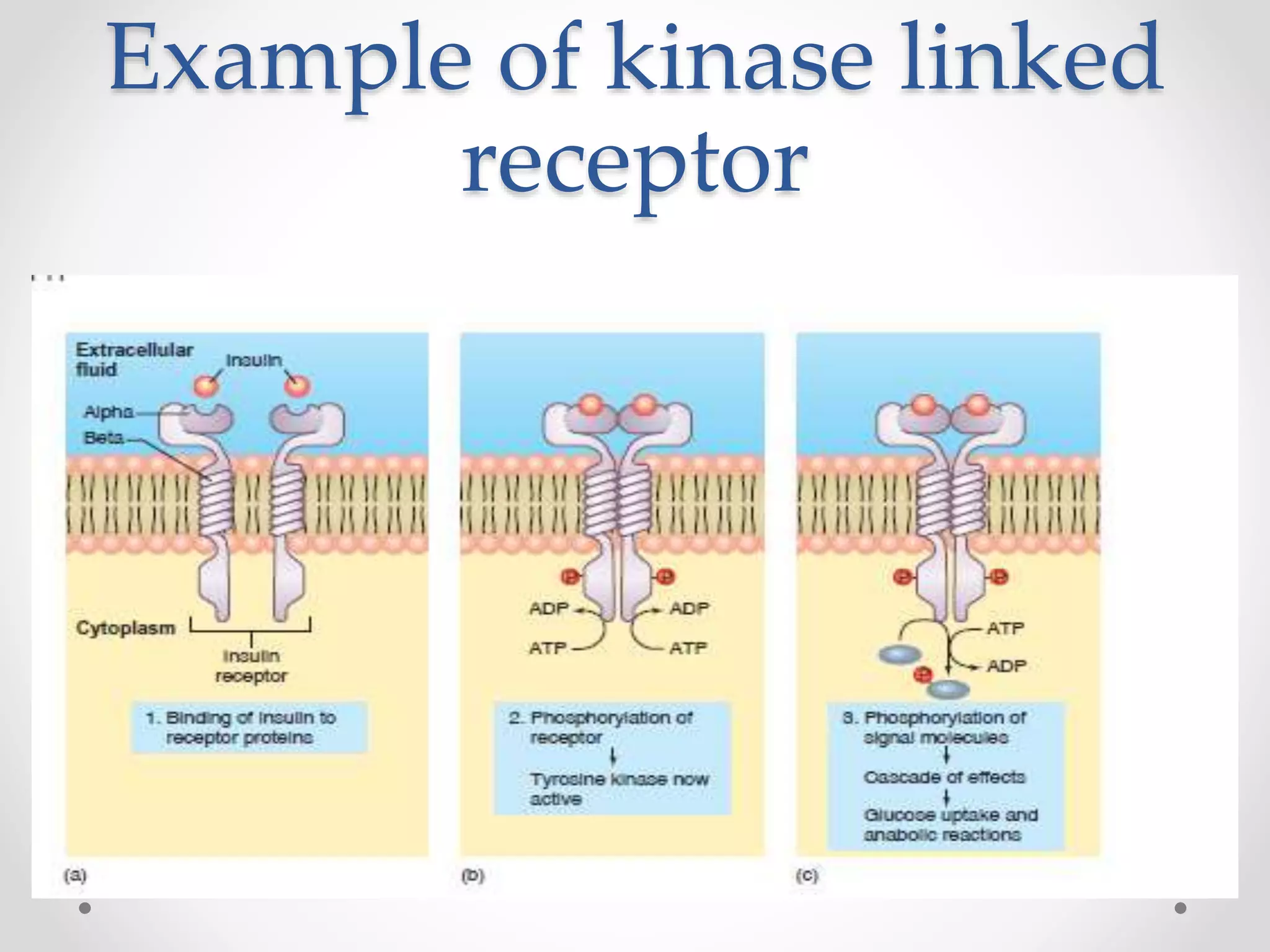 Trans membrane signaling | PPTX