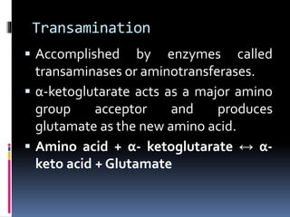 transamination.pptx