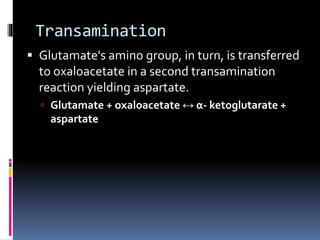 transamination.pptx