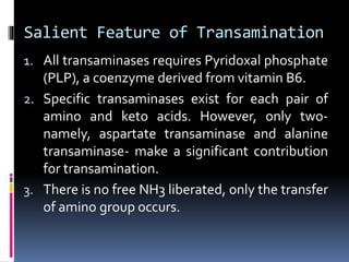 transamination.pptx