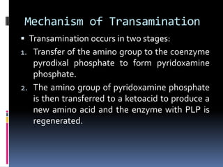 transamination.pptx