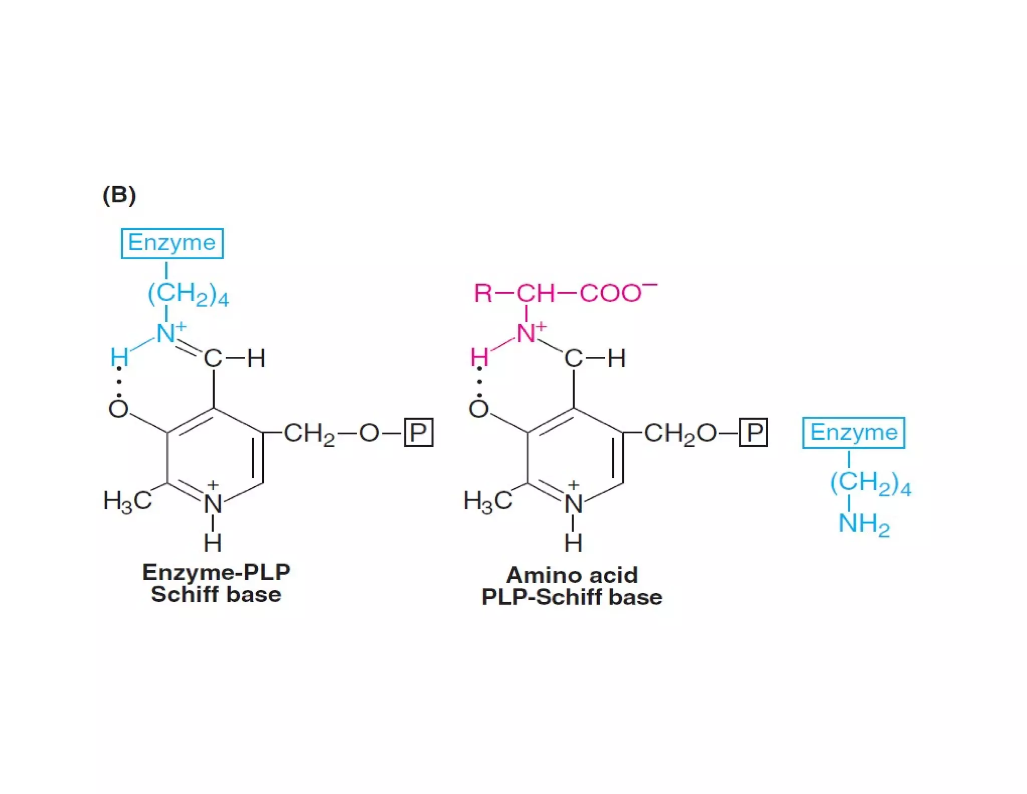 Amino acid metabolism | Transamination | Deamination | | PDF