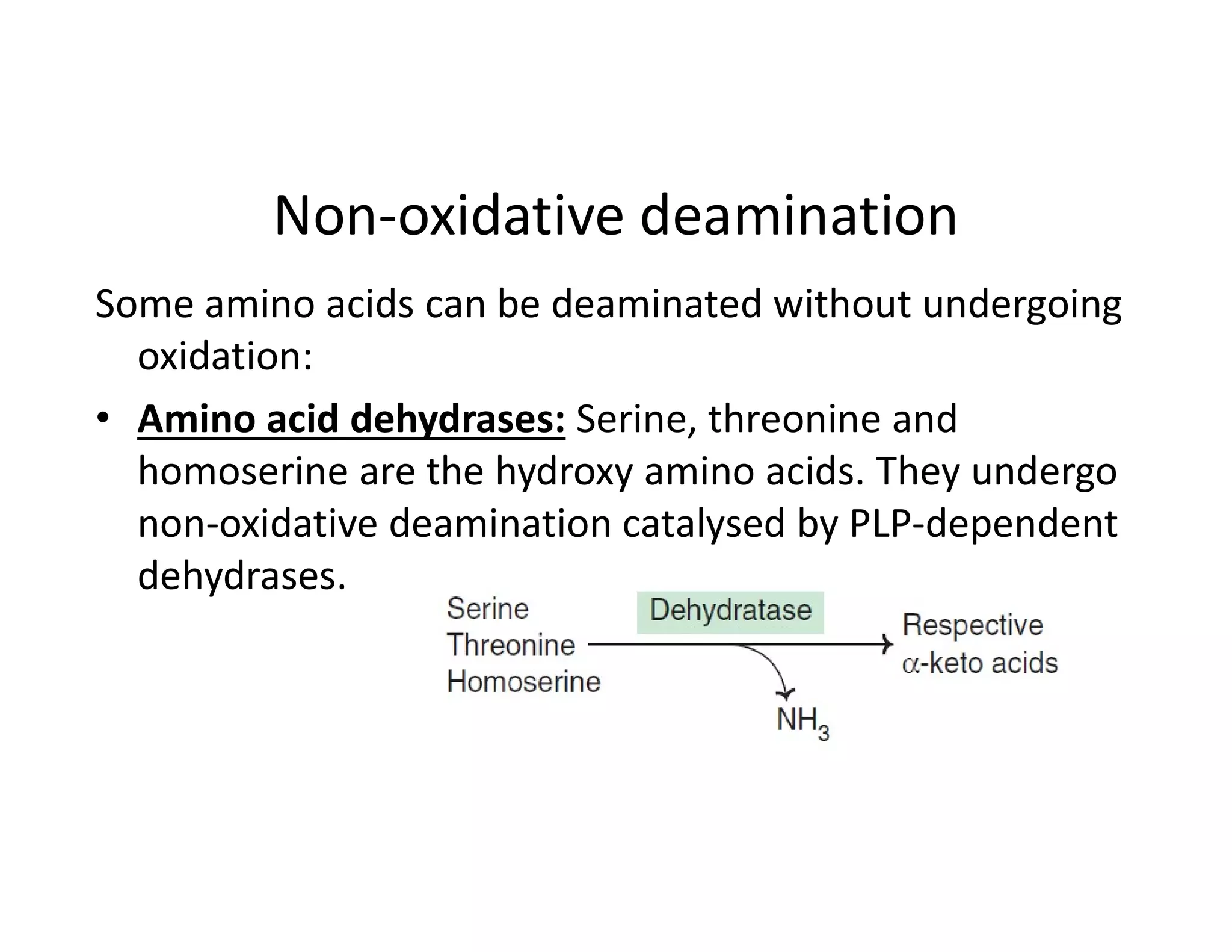 Amino acid metabolism | Transamination | Deamination | | PDF
